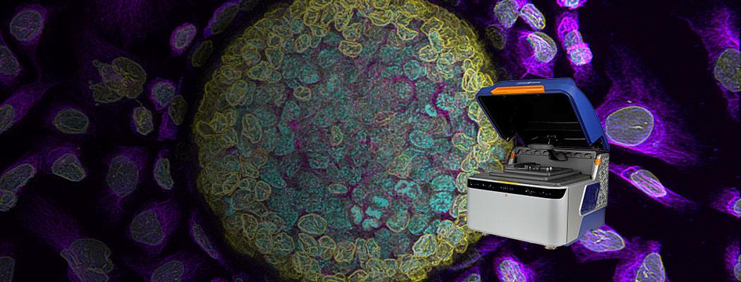 Microscopy Image Analysis Software - Imaris - Oxford Instruments