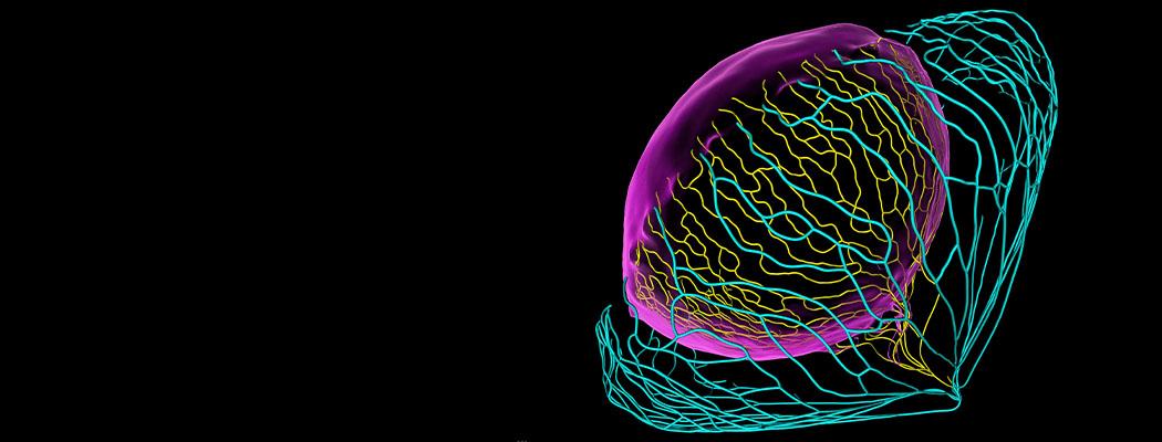Microscopy Image Analysis Software - Imaris - Oxford Instruments