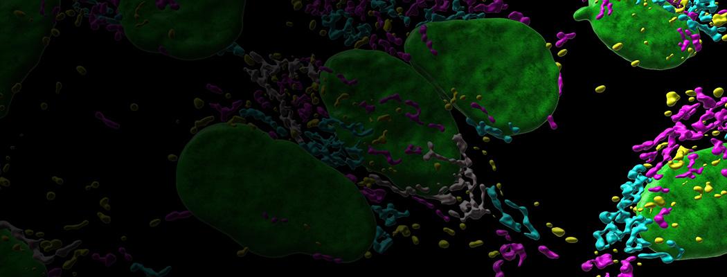 Microscopy Image Analysis Software - Imaris - Oxford Instruments