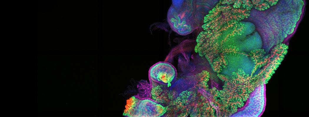 Microscopy Image Analysis Software - Imaris - Oxford Instruments